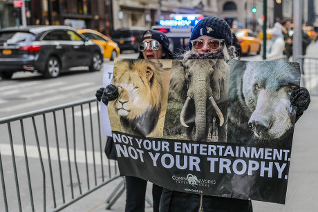 Protest against trophy hunting, New York, USA - 03 Feb 2018 Stock ...