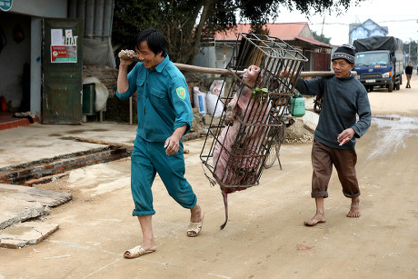 Men Carry Pig Kept Cage Thuy Editorial Stock Photo - Stock Image ...
