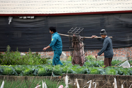Men Carry Pig Kept Cage Thuy Editorial Stock Photo - Stock Image ...