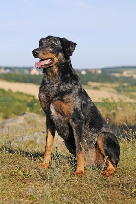 Harlequin Beauceron Blue Merle Male Dog Editorial Stock Photo - Stock ...