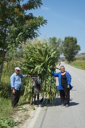 Donkey Transporting Corn Perennials Near Kelcyra Editorial Stock Photo ...