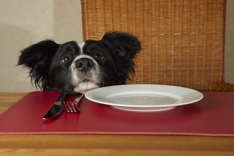 Border Collie Looks Over Edge Table Editorial Stock Photo - Stock Image ...