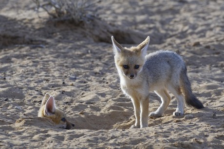 Young Cape Foxes Vulpes Chama Burrow Editorial Stock Photo - Stock ...