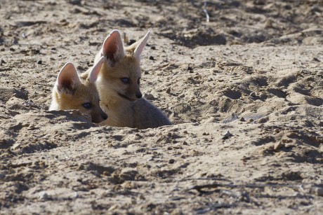 Cape Foxes Vulpes Chama Two Sitting Editorial Stock Photo - Stock Image ...