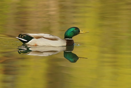 81 Duck attack Stock Pictures, Editorial Images and Stock Photos ...
