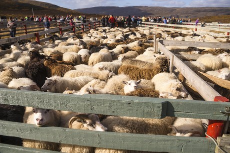 58 Sheep round up Stock Pictures, Editorial Images and Stock Photos ...
