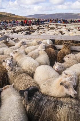 58 Sheep round up Stock Pictures, Editorial Images and Stock Photos ...