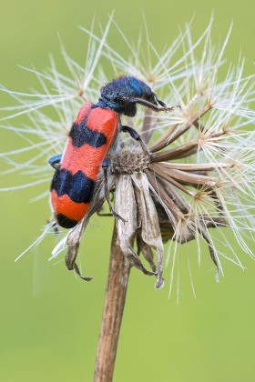 15 Checkered bee beetle Stock Pictures, Editorial Images and Stock ...