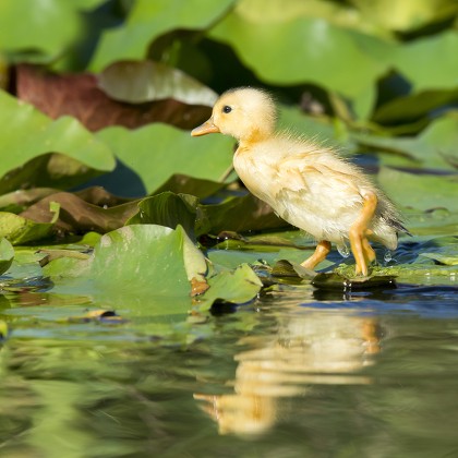 Duck Anser Chick Runs On Aquatic Editorial Stock Photo - Stock Image ...