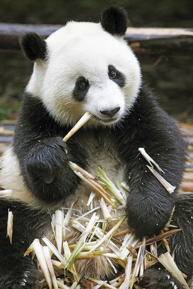 6 Bear feeding ground Stock Pictures, Editorial Images and Stock Photos ...