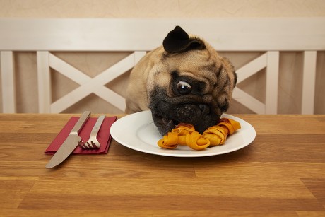 250 Hungry dog Stock Pictures, Editorial Images and Stock Photos ...