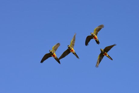 Burrowing Parrots Cyanoliseus Patagonus Flight Las Editorial Stock ...