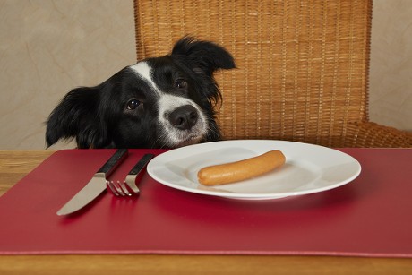 250 Hungry dog Stock Pictures, Editorial Images and Stock Photos ...