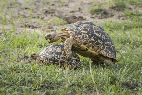 14 Turtle mating Stock Pictures, Editorial Images and Stock Photos ...