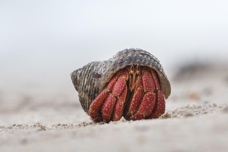 250 Crab shell Stock Pictures, Editorial Images and Stock Photos ...