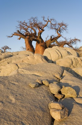 28 Dead rat tree Stock Pictures, Editorial Images and Stock Photos ...