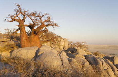 28 Dead rat tree Stock Pictures, Editorial Images and Stock Photos ...