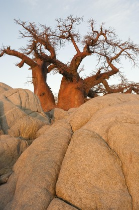 28 Dead rat tree Stock Pictures, Editorial Images and Stock Photos ...