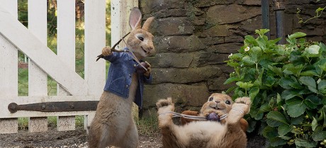 Cottontail Daisy Ridley Pigling Bland Ewen Editorial Stock Photo ...