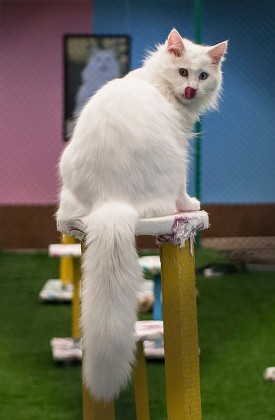 Turkish Van Cat Research Center in Van, Turkey - 08 Feb 2018 Stock ...
