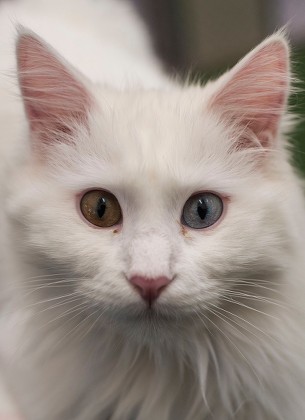 __COUNT__ imágenes de Turkish Van Cat Research Center in Van, Turkey ...