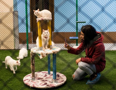 __COUNT__ imágenes de Turkish Van Cat Research Center in Van, Turkey ...