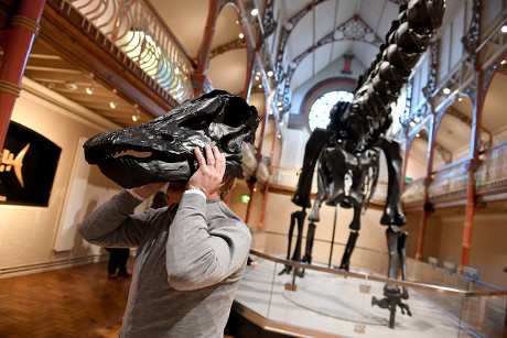 Dippy Diplodocus Goes On Display Dorset Editorial Stock Photo - Stock ...
