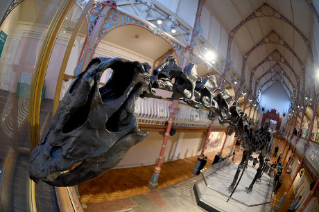 Dippy Diplodocus Goes On Display Dorset Editorial Stock Photo - Stock ...