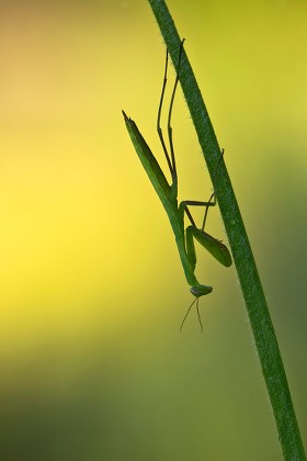 European Mantis Mantis Religiosa Burgenland Austria Editorial Stock ...