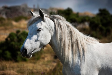 Connemara Pony Stallion Connemara Galway Ireland Editorial Stock Photo ...