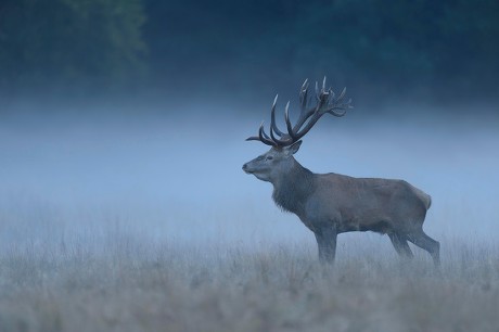 20 Alpha deer Stock Pictures, Editorial Images and Stock Photos ...