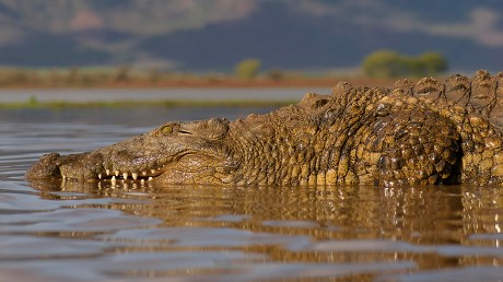 250 Common crocodile Stock Pictures, Editorial Images and Stock Photos ...