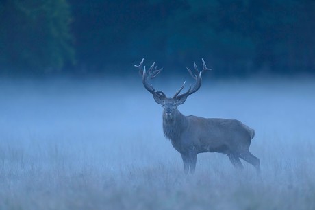 20 Alpha deer Stock Pictures, Editorial Images and Stock Photos ...