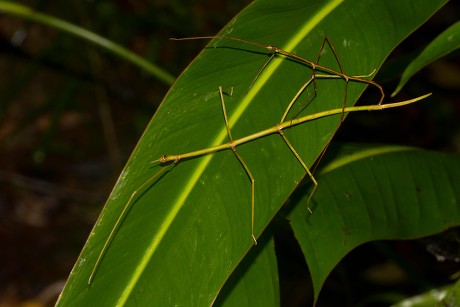 90 Ghost insect Stock Pictures, Editorial Images and Stock Photos ...