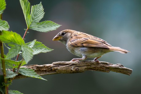 250 German sparrow Stock Pictures, Editorial Images and Stock Photos ...