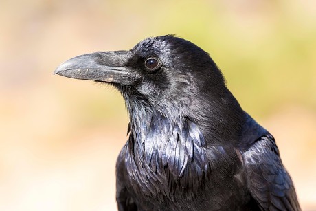 Common Northern Raven Corvus Corax Side Editorial Stock Photo - Stock ...