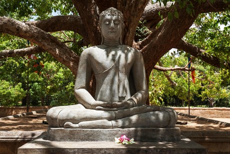 250 Bodhi tree Stock Pictures, Editorial Images and Stock Photos ...