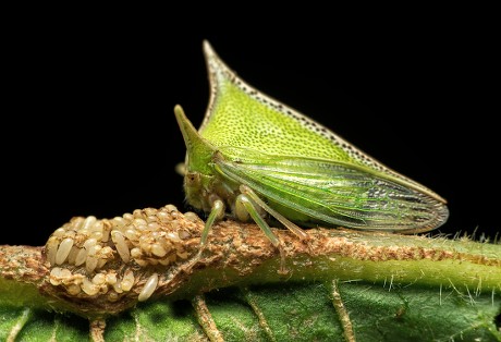 48 Bug eggs Stock Pictures, Editorial Images and Stock Photos ...