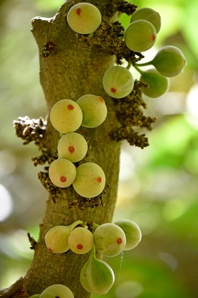 Polynesian Clown Figs Ficus Aspera Jardin Editorial Stock Photo - Stock ...