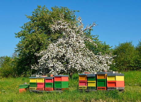 Bee Hives Front Blooming Fruit Tree Editorial Stock Photo - Stock Image ...