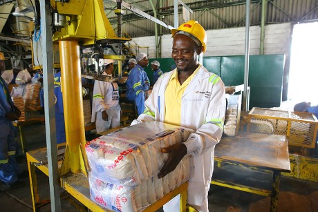 Laborers Work Tongaat Hulett Production Line Editorial Stock Photo ...