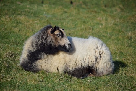 Badger Face Welsh Mountain Sheep Editorial Stock Photo - Stock Image ...