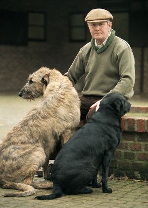 Trainer David Elsworth His Irish Wolfhound Editorial Stock Photo ...