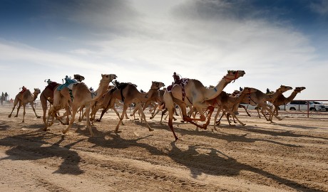 50 Kuwait camel racing club Stock Pictures, Editorial Images and Stock ...