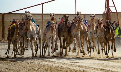 50 Kuwait camel racing club Stock Pictures, Editorial Images and Stock ...