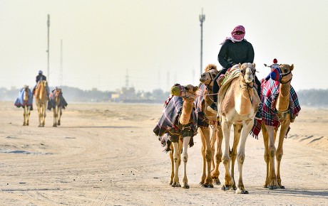 50 Kuwait camel racing club Stock Pictures, Editorial Images and Stock ...