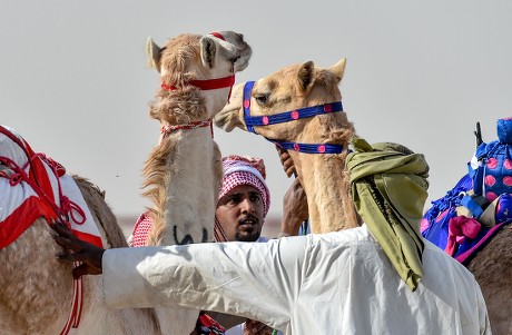 50 Kuwait camel racing club Stock Pictures, Editorial Images and Stock ...