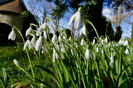 Snowdrops Sunshine 16c St Botolphs Church Editorial Stock Photo - Stock ...