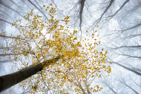 42 Frog's eye view Stock Pictures, Editorial Images and Stock Photos ...