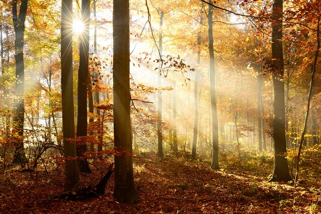 90 Red beam light Stock Pictures, Editorial Images and Stock Photos ...